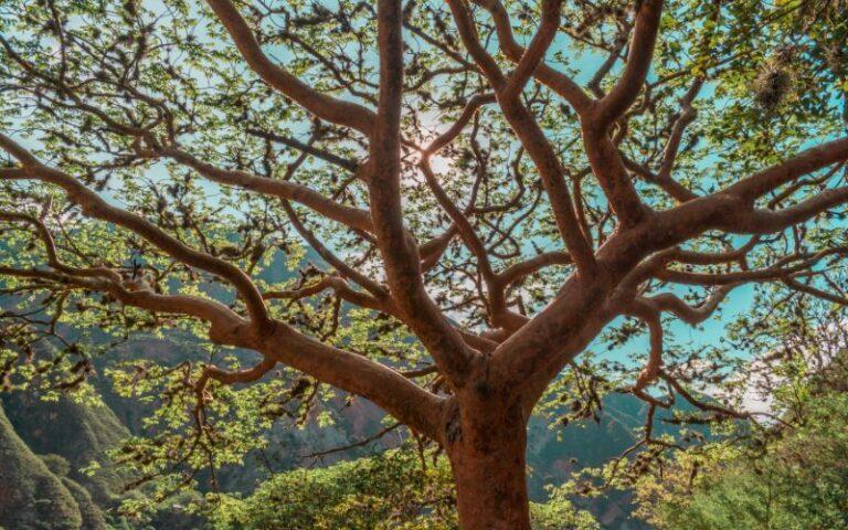 Palo mulato: qué es, características, hábitat, propiedades medicinales