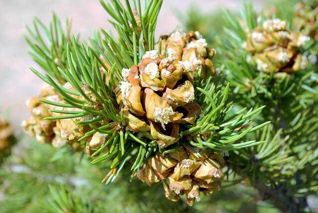 Pinus cembroides: qué es, características, hábitat, usos, enfermedades