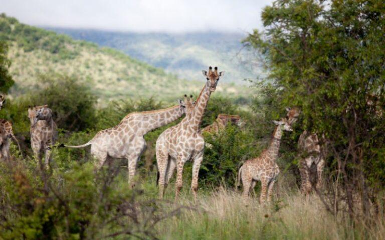 Relaciones gregarias: qué son, características, ventajas, ejemplos