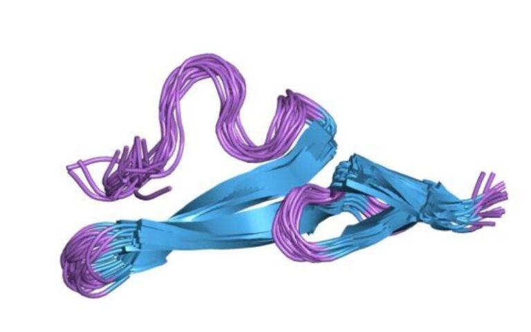 Selectinas: qué son, características, tipos y función