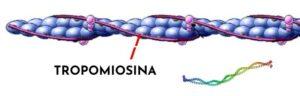 Tropomiosina: qué es, características, estructura, funciones