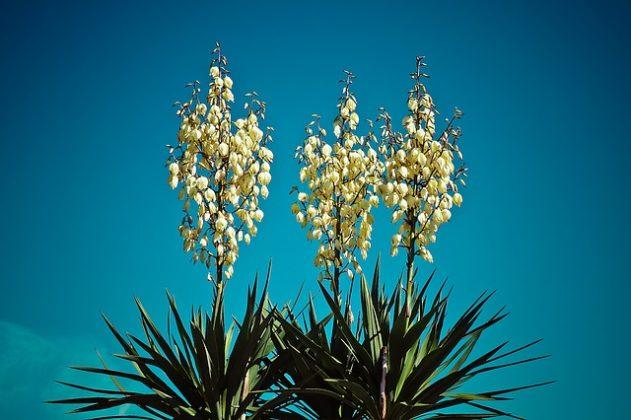 Yucca: qué es, características, hábitat, usos, especies