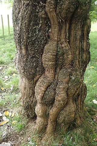 Tepozán: qué es, características, hábitat, propiedades