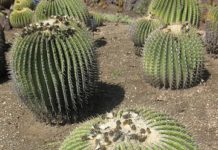 Huanacaxtle (Enterolobium cyclocarpum): características, taxonomía ...