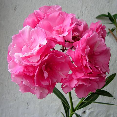 Adelfa: qué es, características, hábitat, cultivo, usos y toxicidad