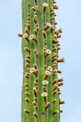 Cardón: qué es, características, hábitat y cuidados