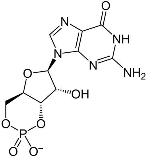 GMP cíclico: formación y degradación, estructura, funciones