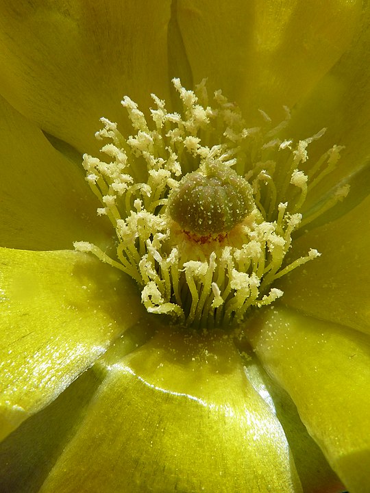 Tuna: qué es, características, hábitat, usos y cuidados