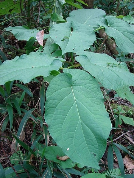 Acuyo: qué es, características, hábitat, reproducción y usos