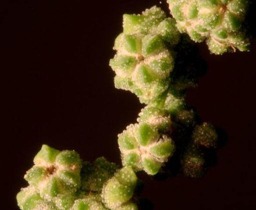 Chenopodium album: qué es, características, hábitat, propiedades, uso