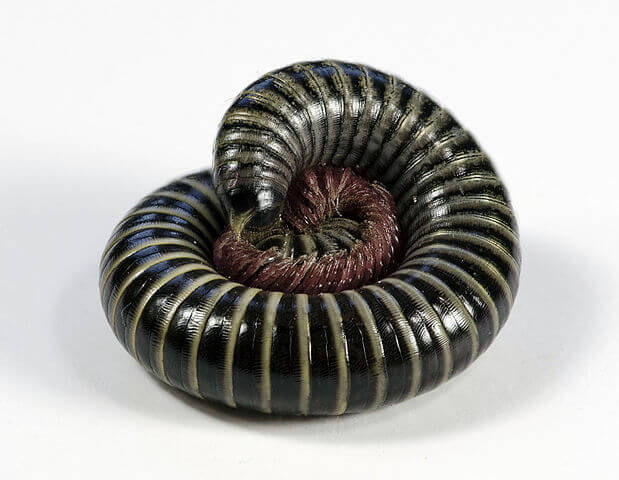 Milpiés: qué son, características, morfologia, hábitat, alimentación