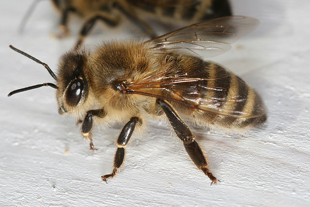 Apis mellifera: qué es, características, hábitat, reproducción ...