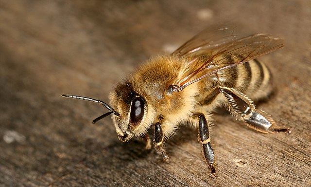 Apis mellifera: características, hábitat, reproducción, alimentación Apis mellifera: características, hábitat, reproducción, alimentación