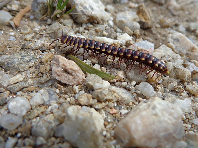 Ciempiés: qué son, características, hábitat, tipos y ejemplos