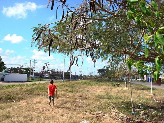 Flamboyán: qué es, características, hábitat, reproducción, usos