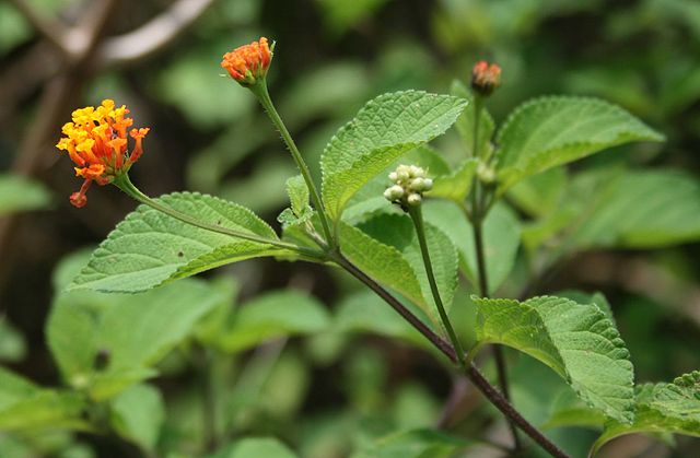 Lantana camara: qué es, características, hábitat, usos y toxicidad