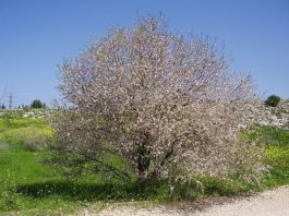 Almendro: características, hábitat, cultivo, variedades