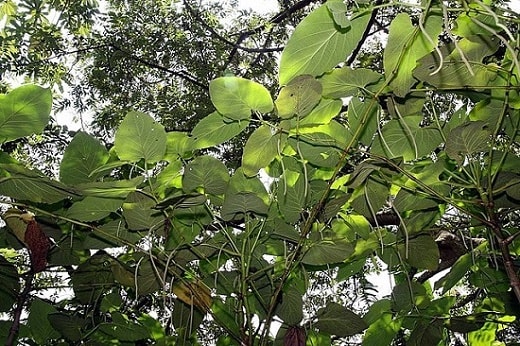 Acuyo: qué es, características, hábitat, reproducción y usos