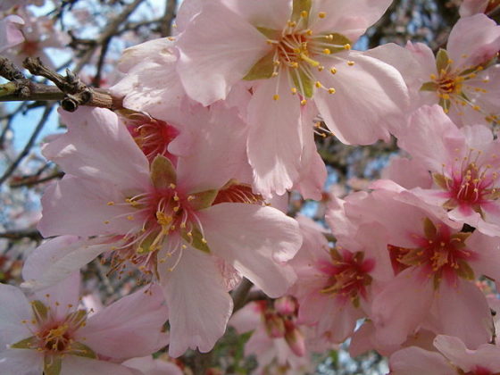 Almendro: qué es, características, hábitat, cultivo y variedades
