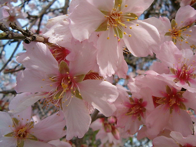 Almendro: qué es, características, hábitat, cultivo y variedades