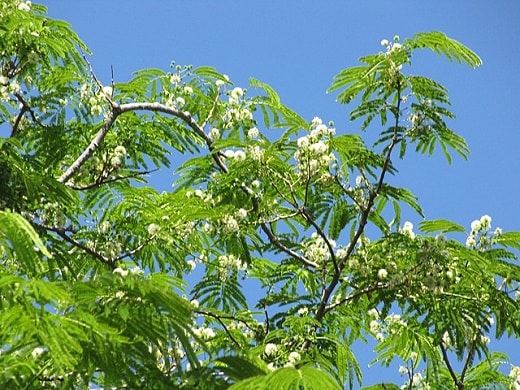 Huanacaxtle: qué es, características, hábitat, usos