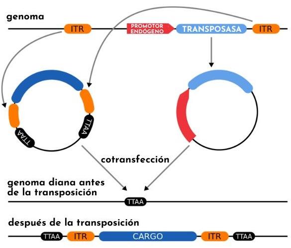 ADN recombinante: qué es, fundamentos, técnica y aplicaciones