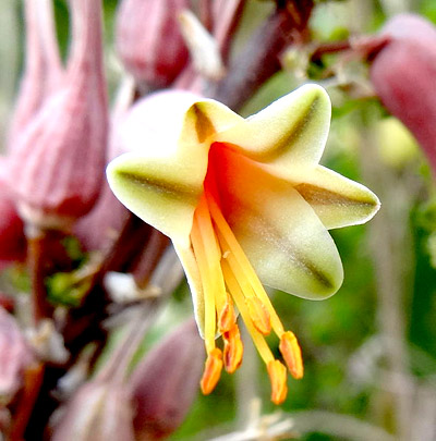 Perianto: características, partes, funciones