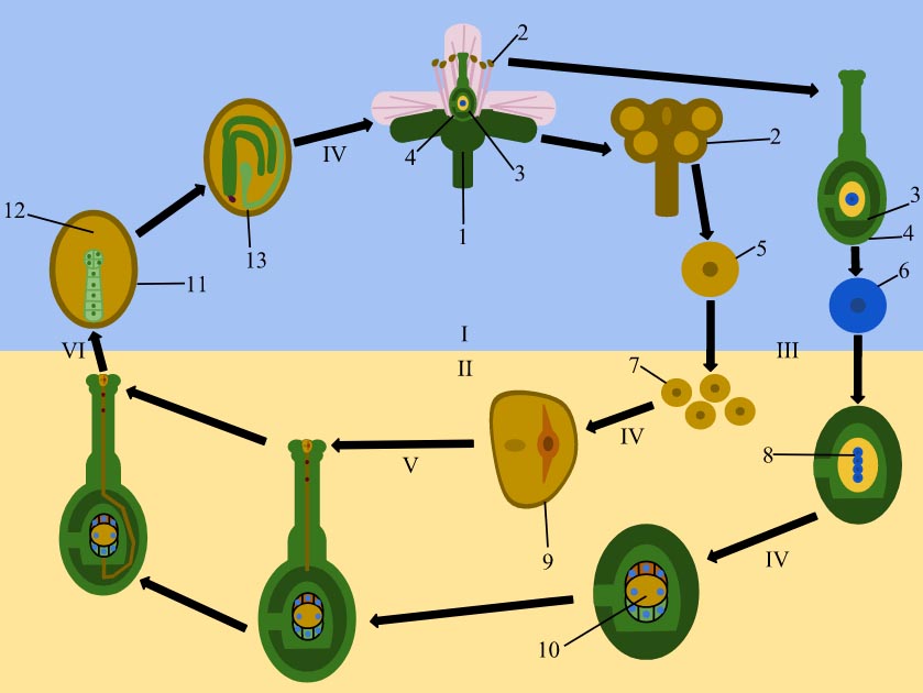 ¿Qué es la doble fecundación? (Descripción) - Lifeder