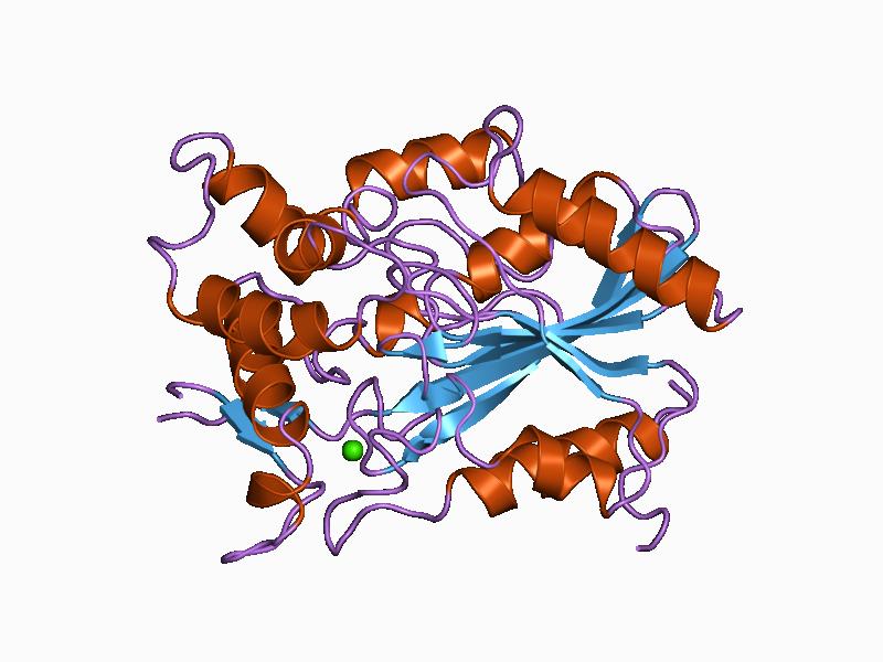 Lipasa: caracaterísticas, estructura, tipos, funciones