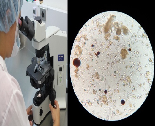 Microscopio de campo claro: características, partes, funciones