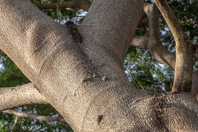 Huanacaxtle: qué es, características, hábitat, usos