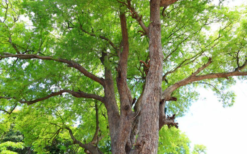 Pithecellobium dulce: qué es, características, hábitat, propiedades