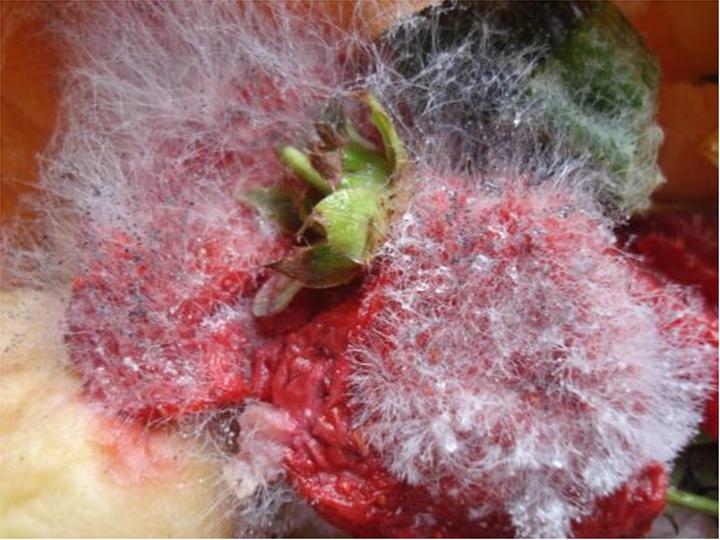 Rhizopus stolonifer: qué es, características, morfología, ciclo vital