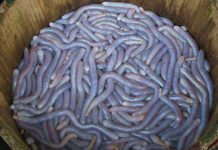 Mesodermo: Desarrollo, Partes y Estructuras Derivadas - Lifeder