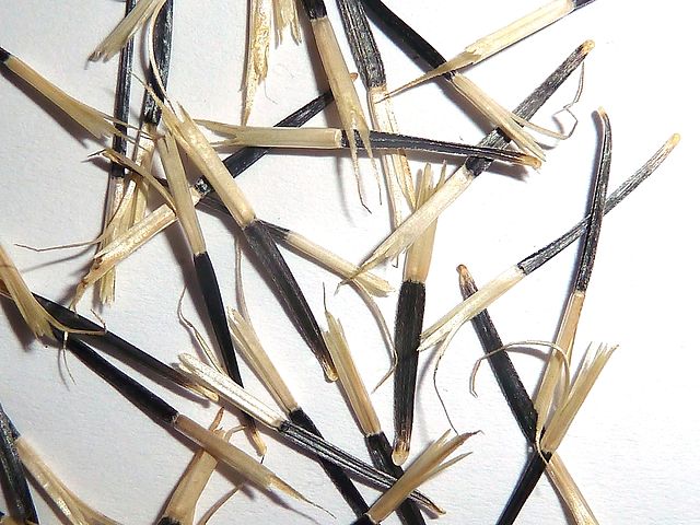 Flor de cempasúchil: qué es, características, hábitat, cultivo, usos