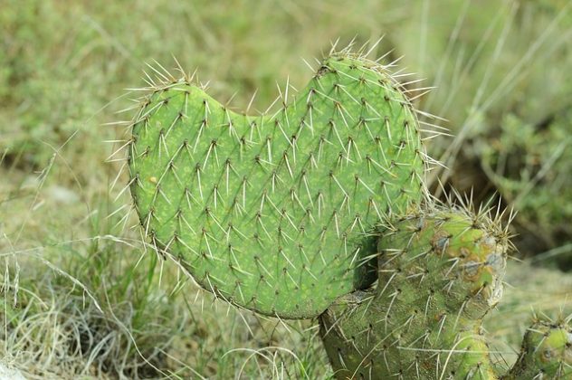 Nopal: qué es, origen, características, usos y propiedades