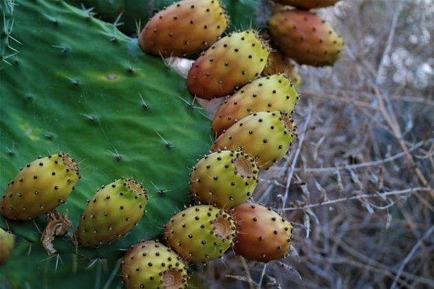 Nopal: qué es, origen, características, usos y propiedades