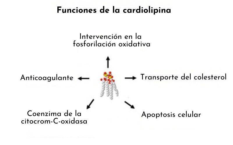 Cardiolipina: qué es, estructura, síntesis y funciones