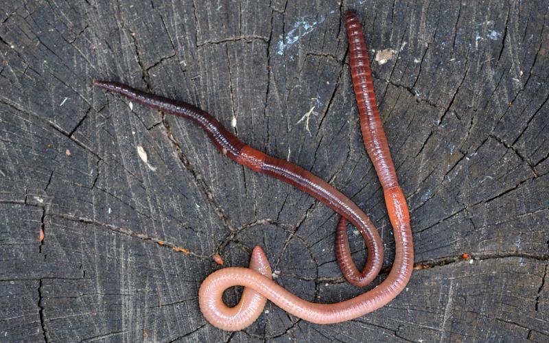 Clitelados: qué son, características, hábitat, reproducción, clasificación