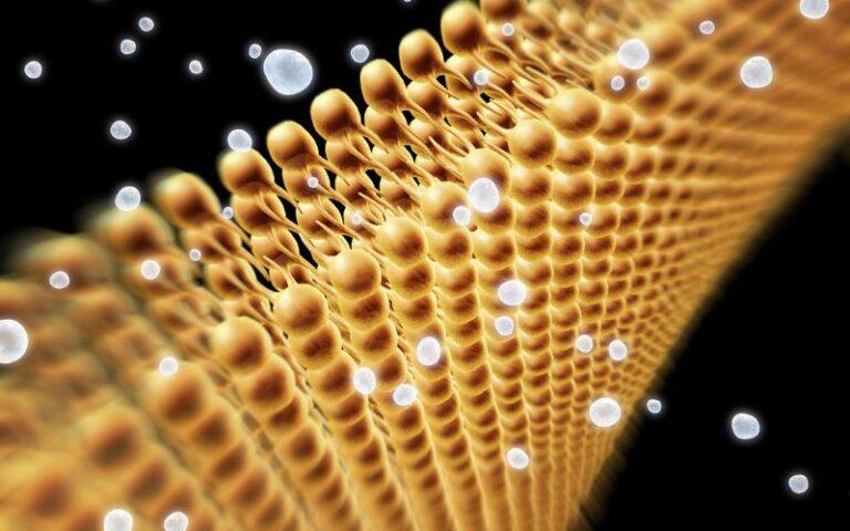 Fosfolípidos: qué son, características, estructura, función, tipos ...