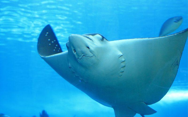 Mantarraya: qué es, características, hábitat, vulnerabilidad, reproducción