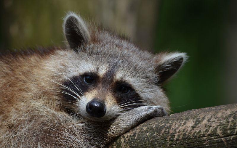 Mapache: qué es, características, hábitat, reproducción, comportamiento