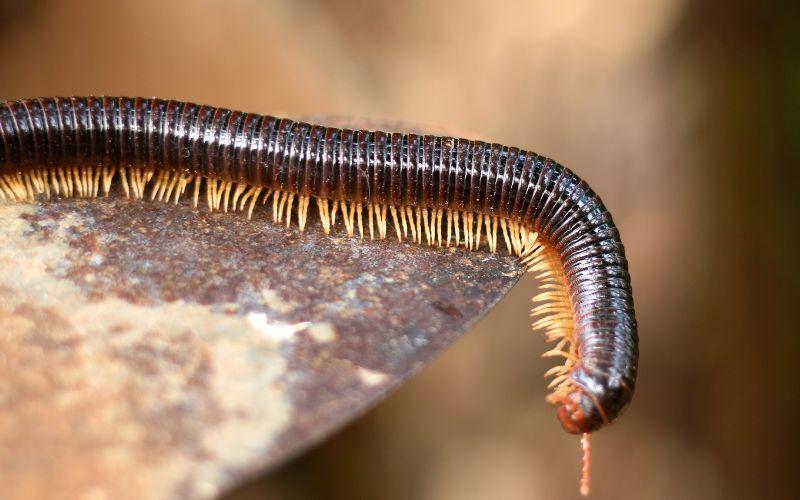 Milpiés: qué son, características, morfologia, hábitat, alimentación