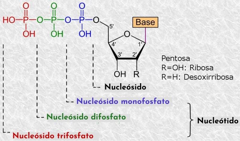 Nucleósidos: qué son, características, estructura, funciones, aplicaciones
