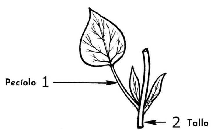 Que Es El Peciolo? Partes De Las Hojas De Plantas – MLOX DEL