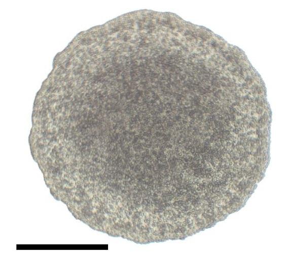 Placozoos: qué son, características, reproducción, clasificación