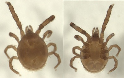 Ácaros: qué son, características, morfología, hábitat, especies