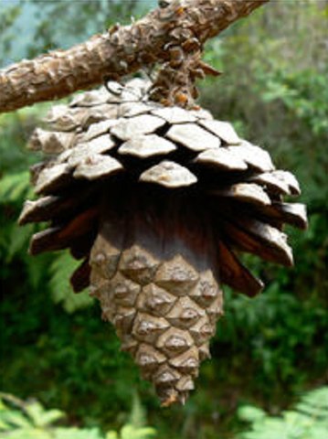 Pinus oocarpa: qué es, características, hábitat, usos y cultivo