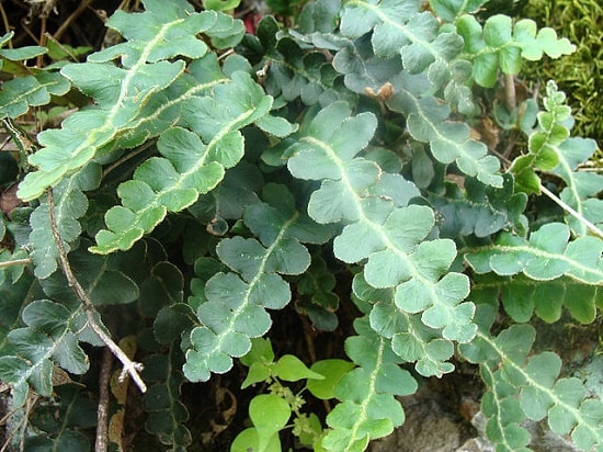 Doradilla: qué es, características, hábitat, cultivo y usos