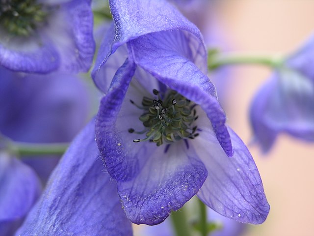 Aconitum napellus: qué es, características, hábitat, usos, efectos